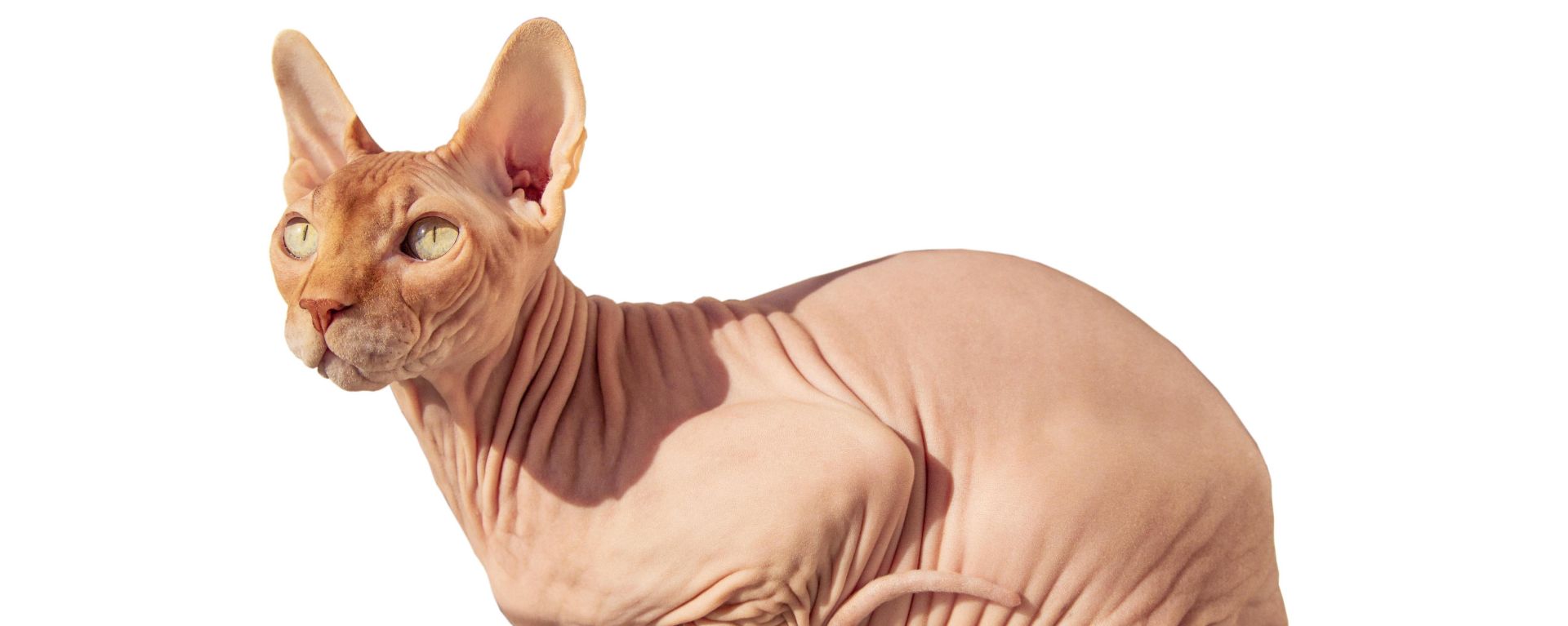 Чем кормить сфинкса канадского, донского | Какой корм лучше для котят